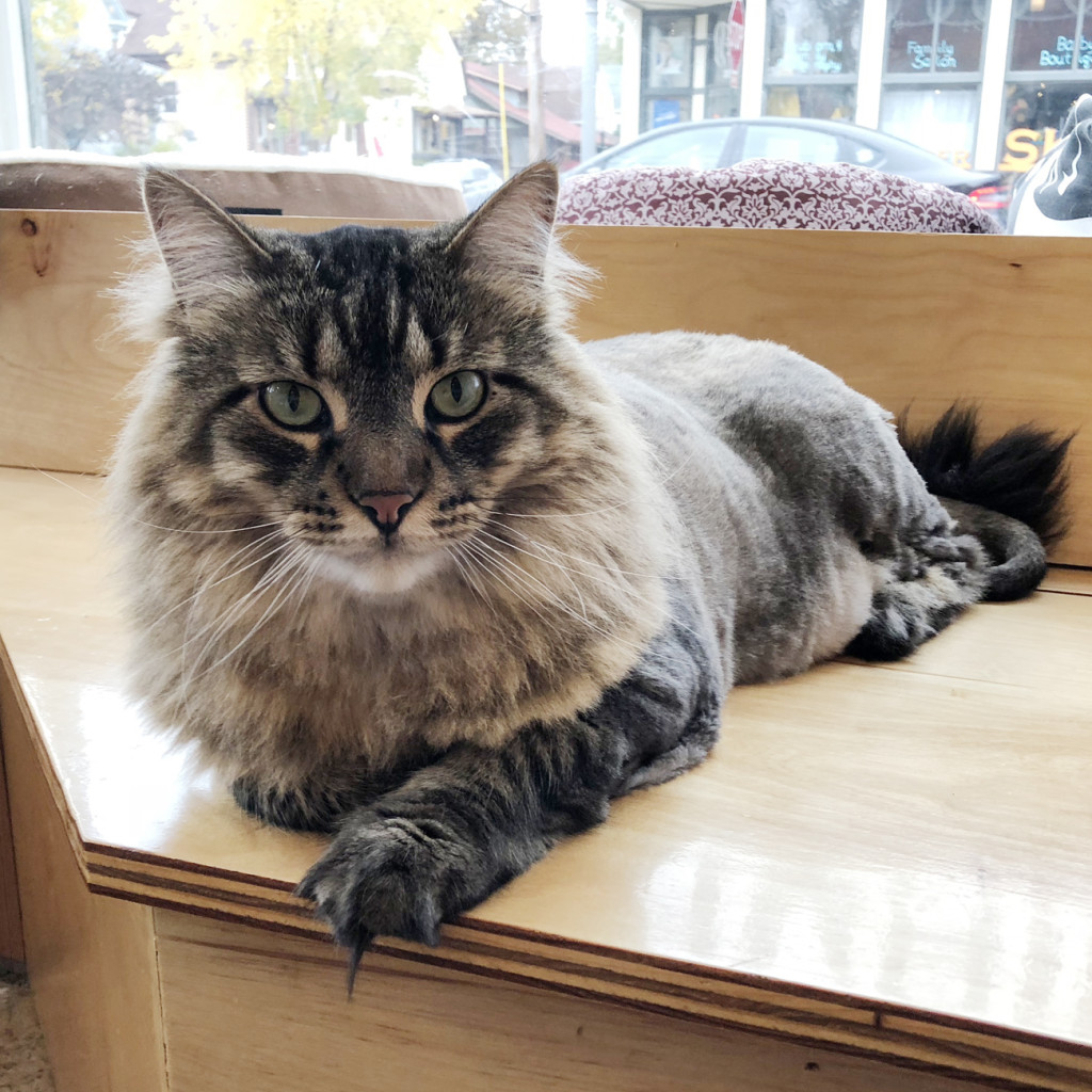 MAUHAUS Cat Cafe & Lounge » Wall of Fame